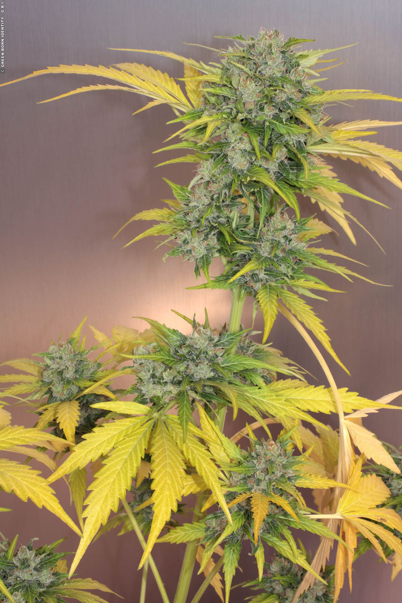 Cannabissamen von Serious Seeds kaufen kaufen | Supreme Seeds