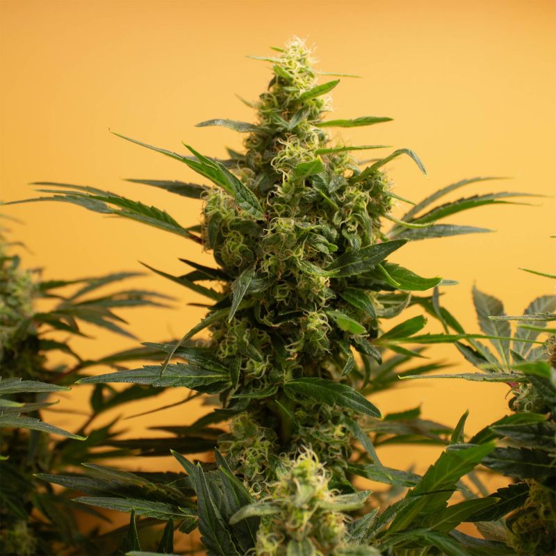 Cannabissamen von Serious Seeds kaufen kaufen | Supreme Seeds