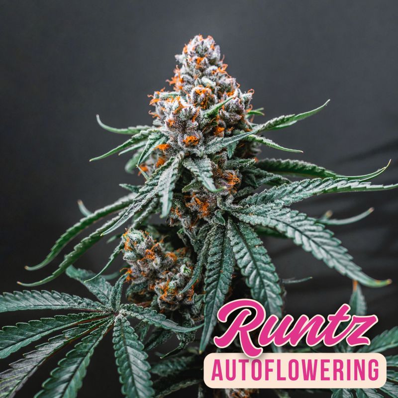 Cannabis Samen kaufen bei Supreme Seeds - Versand aus Deutschland