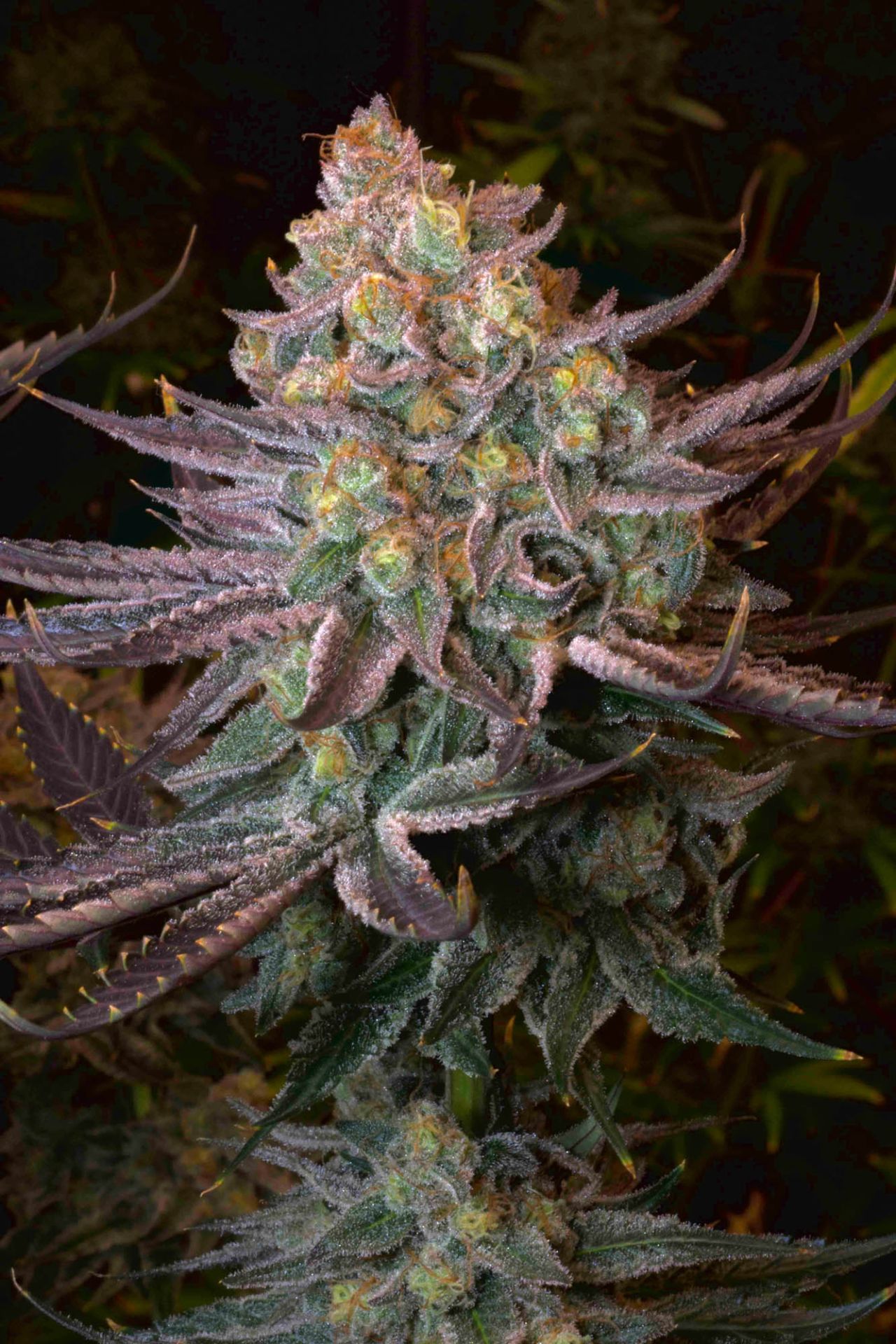 Cannabissamen von Serious Seeds kaufen kaufen | Supreme Seeds
