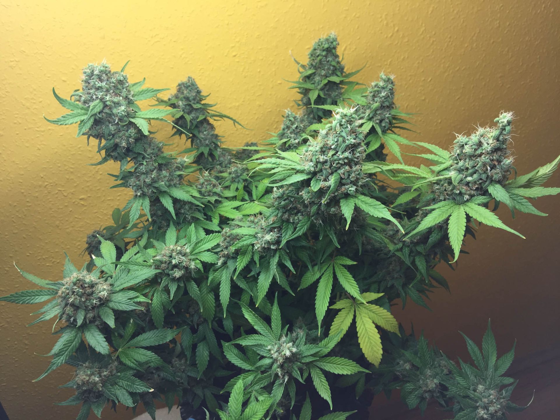 Cannabissamen von Serious Seeds kaufen kaufen | Supreme Seeds