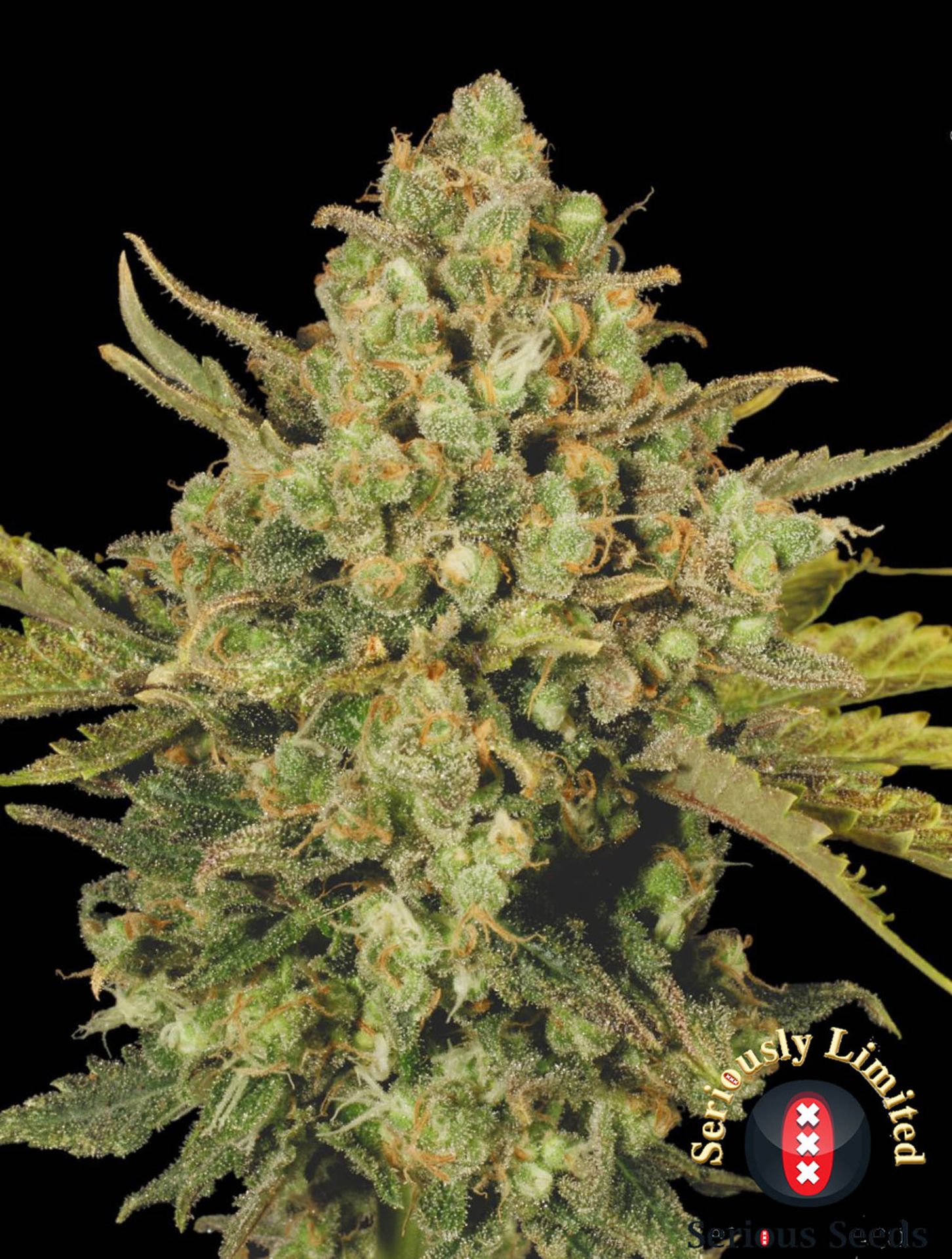 Cannabissamen von Serious Seeds kaufen kaufen | Supreme Seeds