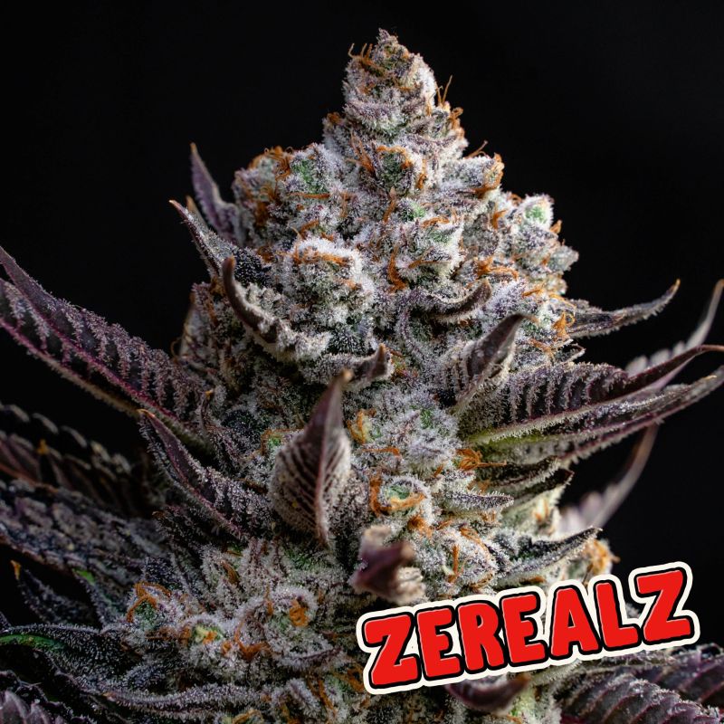 Cannabis Samen kaufen bei Supreme Seeds - Versand aus Deutschland