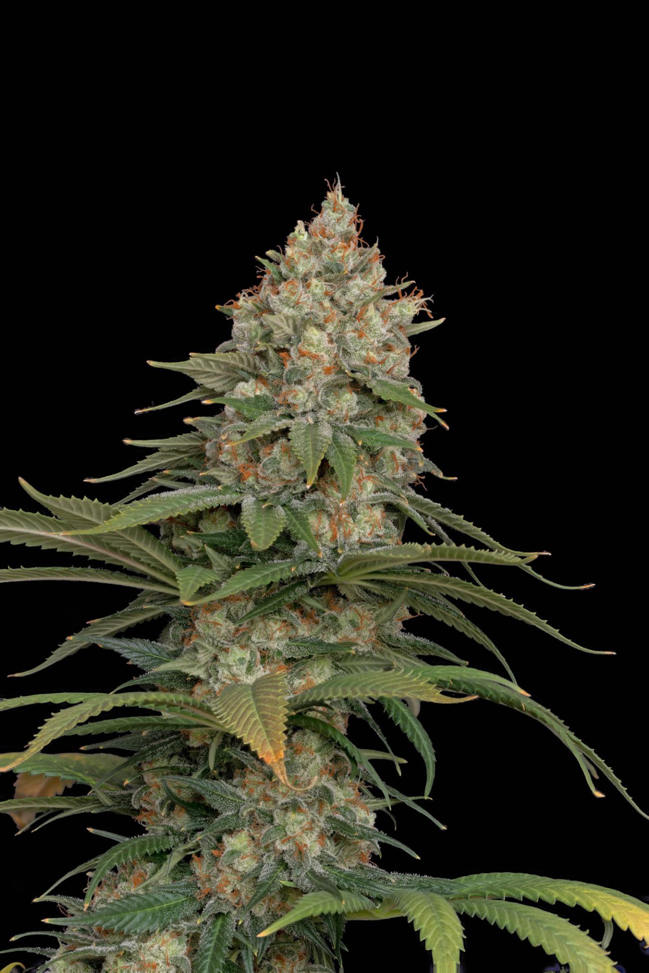 Cannabissamen von Serious Seeds kaufen kaufen | Supreme Seeds
