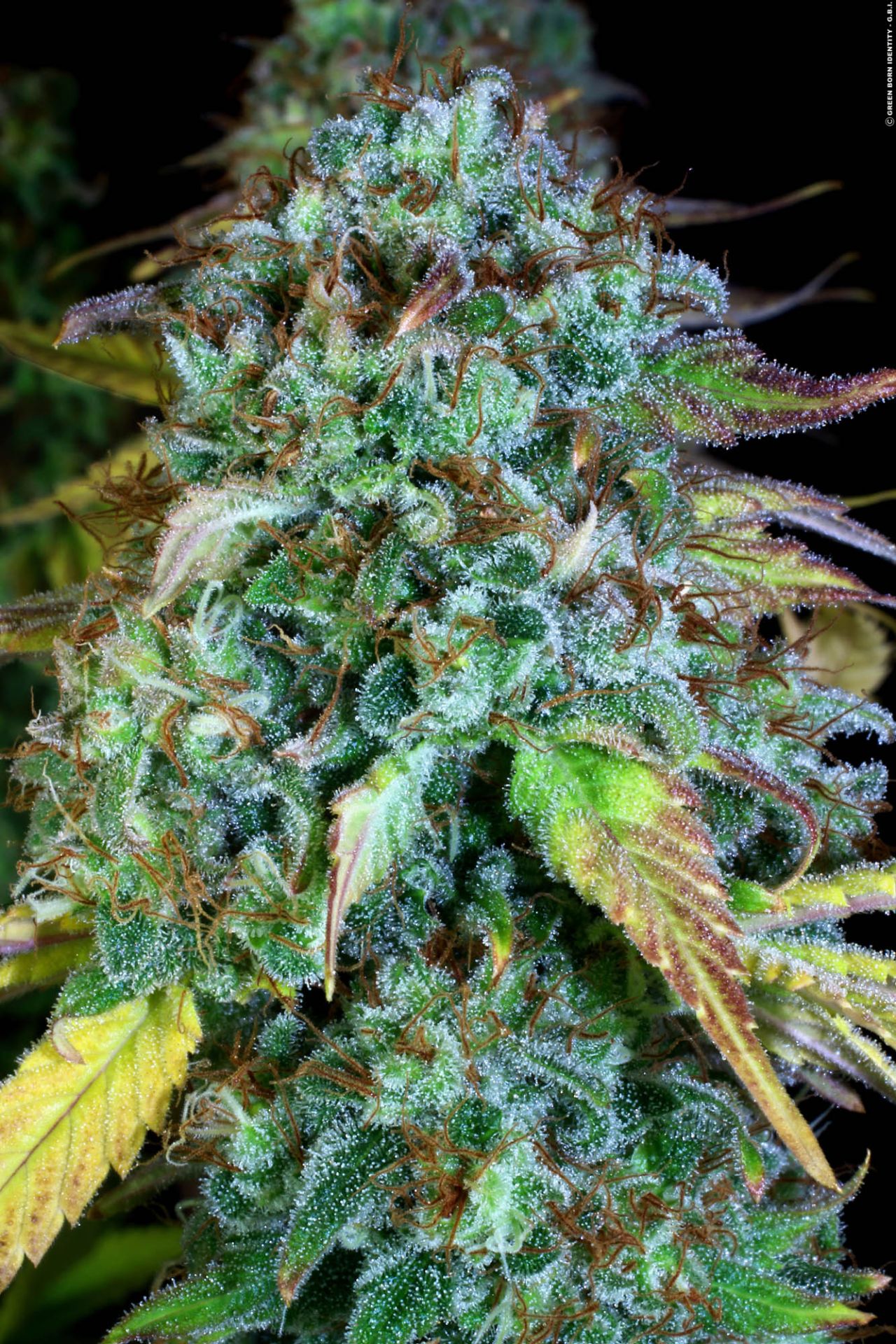 Cannabissamen von Serious Seeds kaufen kaufen | Supreme Seeds