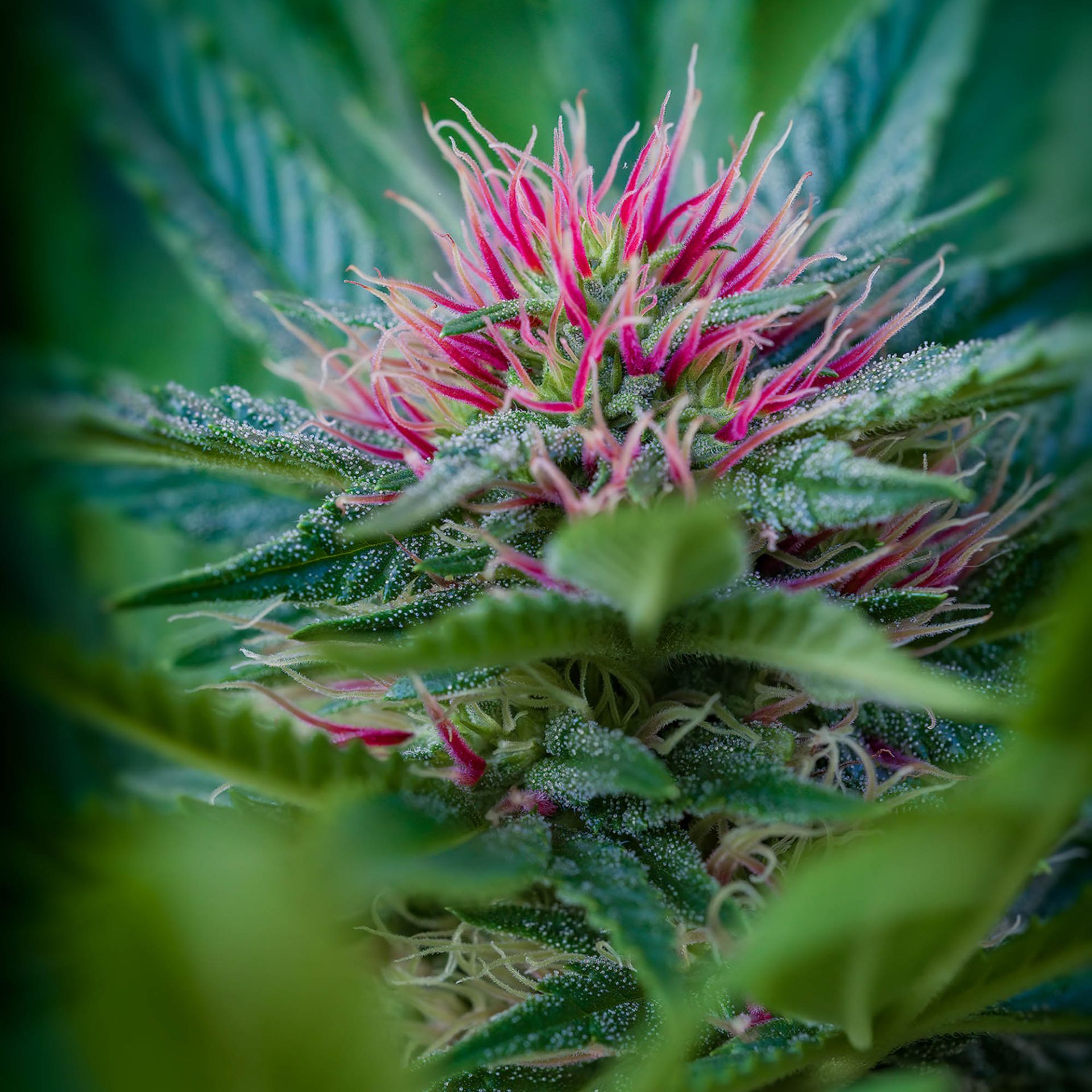 Cannabissamen von Serious Seeds kaufen kaufen | Supreme Seeds